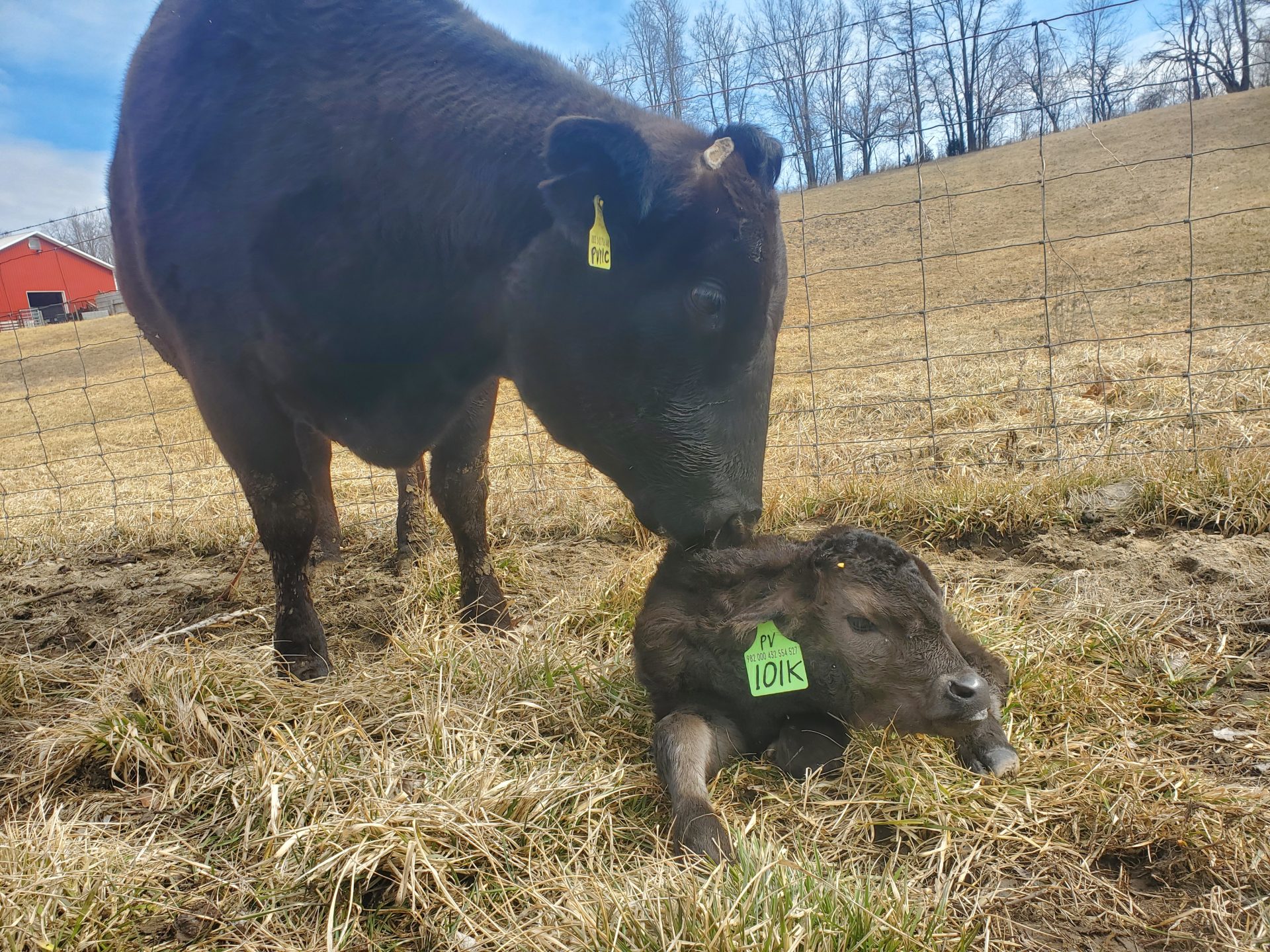 It is Spring Calving time! - Prime Valley